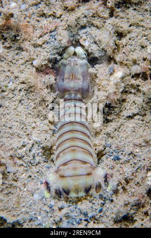 Tiger Mantis Shrimp, Lysiosquillina maculata, in burrow in sand, Night ...