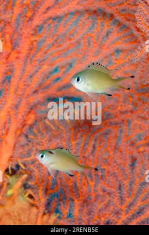 Pair of Scaly Chromis, Chromis lepidolepis, one with Cymathoid Isopod ...