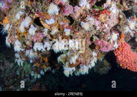 Colonial Sea Anemone, Namanthus annamensis, The Cove dive site, Atauro ...