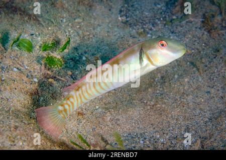 Male Collared Razorwrasse, Cymolutes torquatus, Dili Rock East dive ...