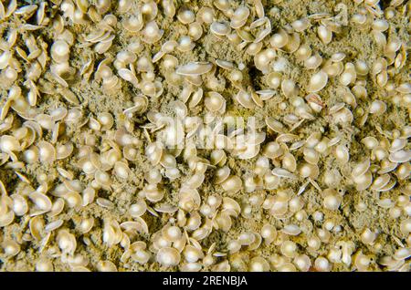 Foraminifera shells, Foraminifera Infraphylum, in sand, Tasi Tolu dive ...