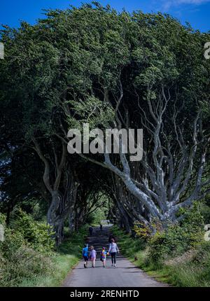 The Dark Hedges, 250 year old beech trees used as location in Game of ...