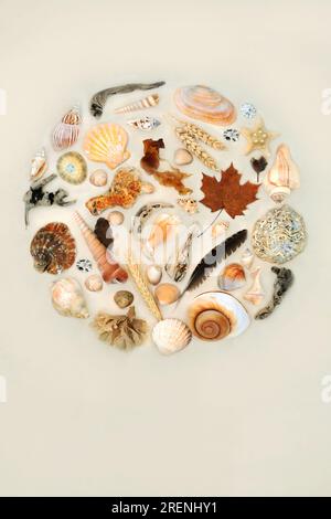 Nature study collage of natural objects with driftwood, sea shells ...
