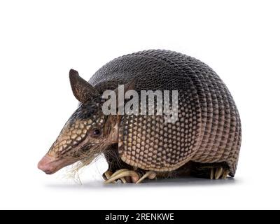 Nine banded Armadillo aka Dasypus novemcinctus, moving side ways high ...
