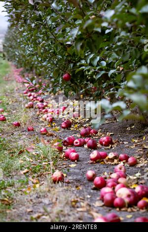 Overripe fruits that have fallen to the ground are not considered to be ...