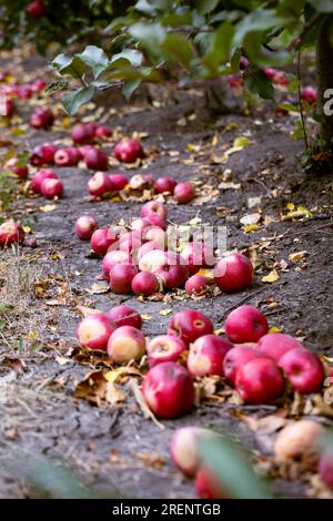Overripe fruits that have fallen to the ground are not considered to be ...