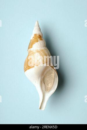 Colus islandicus, Colidae Stock Photo - Alamy