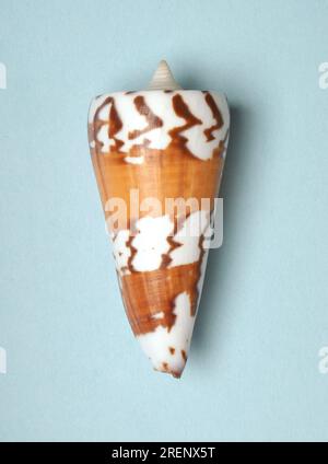 Conus generalis, Conidae Stock Photo - Alamy