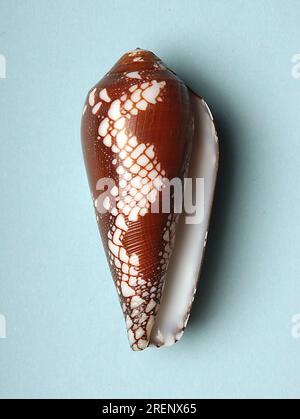 Conus magnificus, Conidae Stock Photo - Alamy