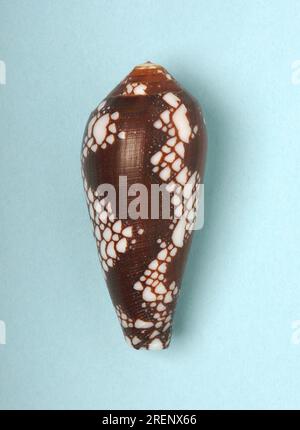 Conus magnificus, Conidae Stock Photo - Alamy
