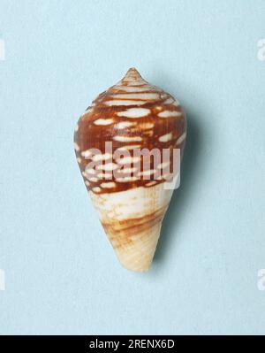 Conus mercator, Conidae Stock Photo - Alamy