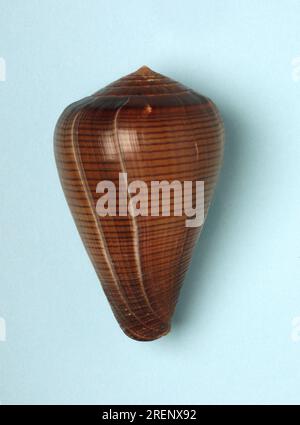 Conus figulinus, Conidae Stock Photo - Alamy
