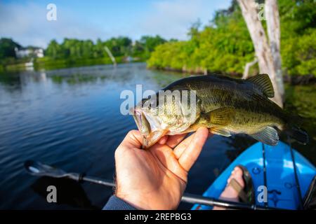 Holding perfect largemouth bass, shore fishing, catching fish Stock ...