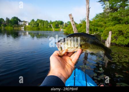 Holding perfect largemouth bass, shore fishing, catching fish Stock ...
