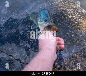 Holding perfect largemouth bass, shore fishing, catching fish Stock ...
