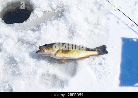 Ice fishing catching fish on ice water activity, hobby leisure Stock ...