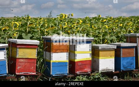 Hives in sunflower field during sunny summer day Stock Photo - Alamy