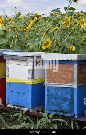Hives in sunflower field during sunny summer day Stock Photo - Alamy