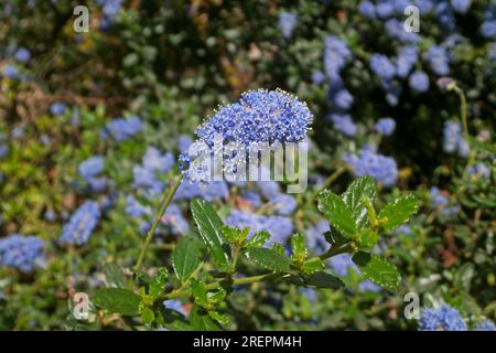 Ceanothus thyrsiflorus, known as blueblossom or blue blossom ceanothus ...
