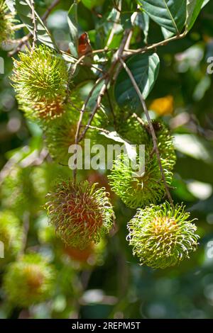 Bunch of rambutan fruit hanging from a rambutan tree. Rambutan fruit in ...