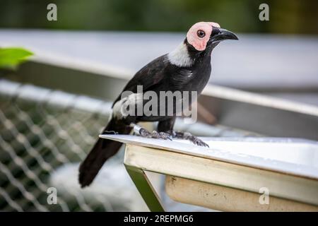 Coleto starling, Sarcops calvus, black bird in the forest habitat ...