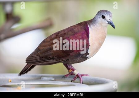 The Santa Cruz ground dove (Pampusana sanctaecrucis) is a species of ...