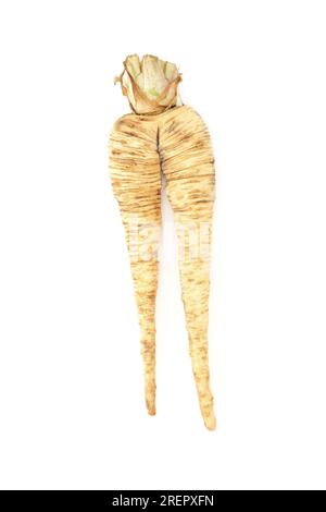 Parsnip organic twisted and deformed organic vegetable on white ...
