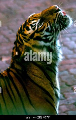Close up of a Sumatran tiger at Taman Safari Indonesia Bogor, West Java ...