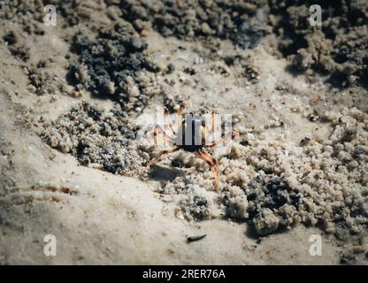 Wild Soldier Crab, Whitehaven Beach, Whitsunday Islands. Elliott Heads ...