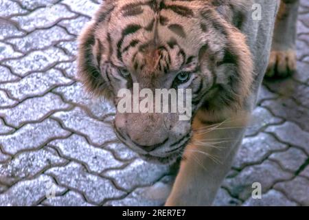 The White Bengal Tiger is extremely rare because the color of its coat ...