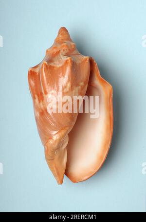 Cymbiola aulica, Volutidae Stock Photo - Alamy