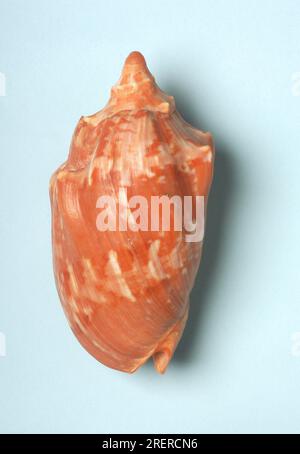 Cymbiola aulica, Volutidae Stock Photo - Alamy