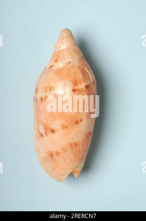 Cymbiola aulica, Volutidae Stock Photo - Alamy