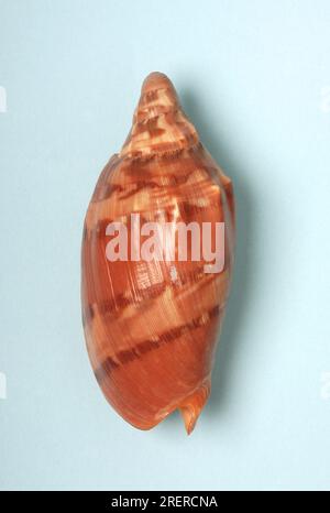 Cymbiola aulica, Volutidae Stock Photo - Alamy