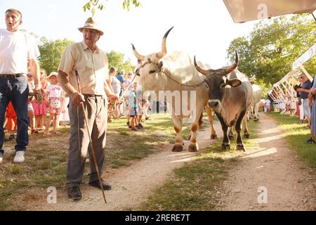 Kanfanar, Croatia. 29th July, 2023. The 33rd show of Istrian boskarin ...
