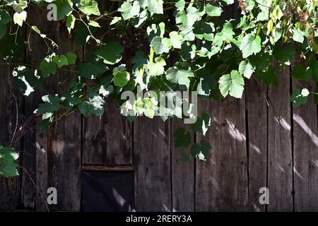 Lush green vines growing over a rustic wooden wall and clay roof tiles ...