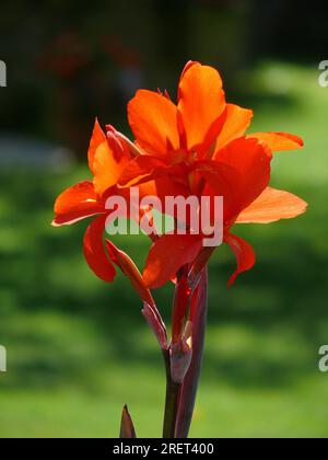 Canna red flowering, flower cane (Canna hybrid Stock Photo - Alamy