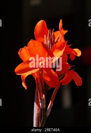 Canna red flowering, flower cane (Canna hybrid Stock Photo - Alamy