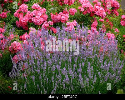 Shrub rose (Rosa) with lavender Real common lavender (Lavandula ...
