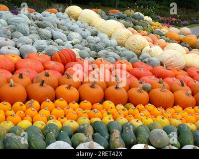 Pumpkin exhibition at the Bluehende Barock Ludwigsburg, BW.-D. Pumpkins ...