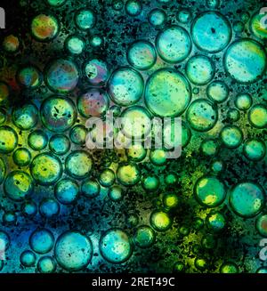 Bacterial culture, pure cultures Stock Photo - Alamy