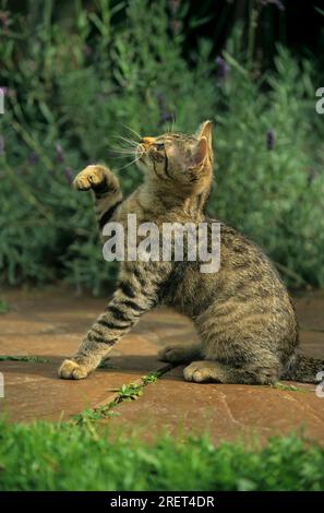 baby and mongrel Stock Photo - Alamy
