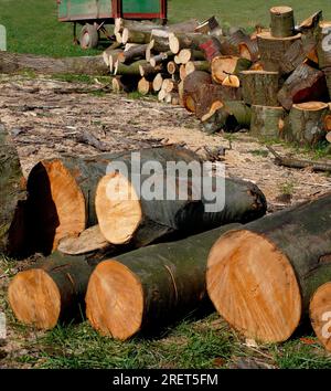 Firewood unsplit, wood store Stock Photo - Alamy