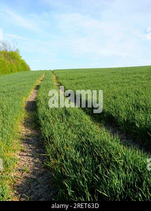 Field path, wagon tracks, tractor track Stock Photo - Alamy