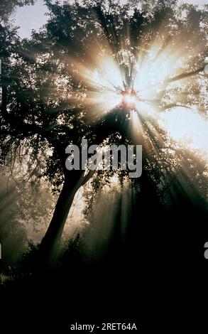 sun rays on apple tree leaves in garden with rain in background ...