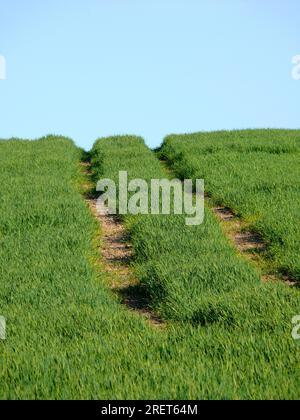 Field path, wagon tracks, tractor track Stock Photo - Alamy