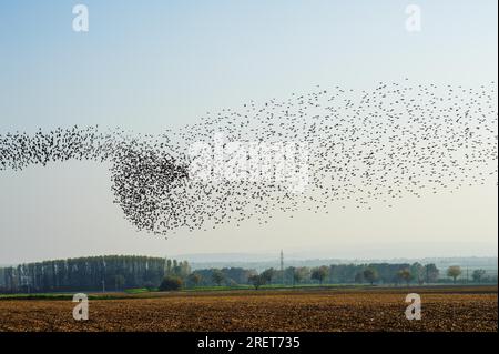 Vogelschwarm Stare im Flug ueber den Feldern Stock Photo - Alamy
