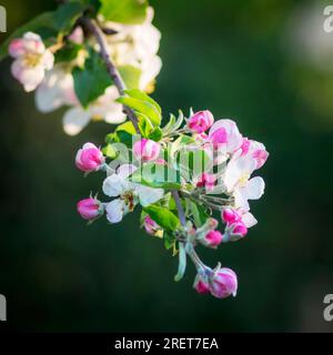 spring apple blossom,inflorescence Stock Photo - Alamy