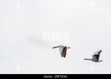 Two ducks flying across Stock Photo - Alamy