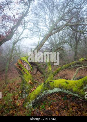 Tree covered with moss at misty fog morning sunlight. Magic forest ...